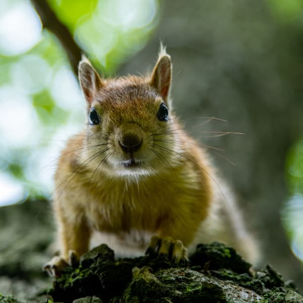 Exotic Species | Homey Gnome Veterinary Clinic | Veterinarian in ...