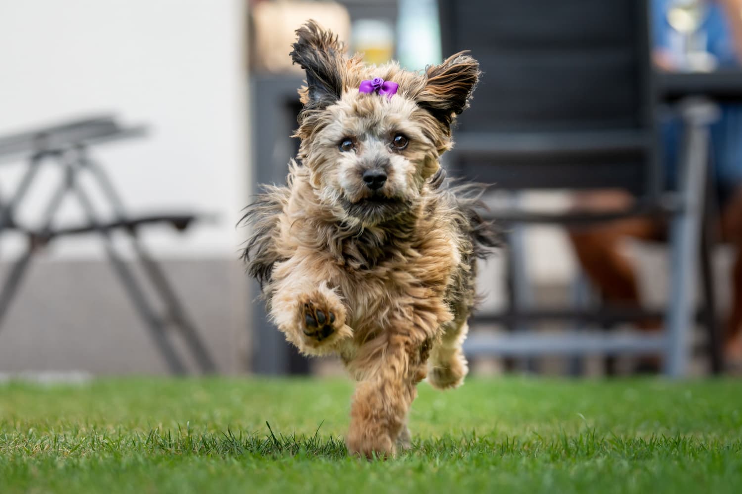 Heart Health Awareness for Pets: Tips for Keeping Your Pet’s Heart ...
