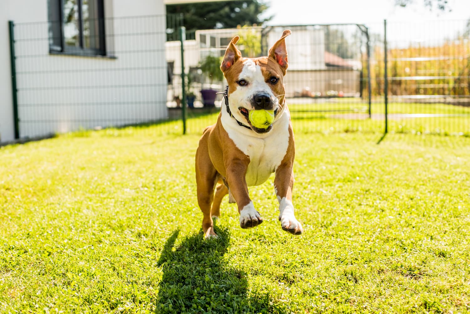 Summer Shenanigans: How to Keep Pets Safe During Backyard Fun | Homey ...