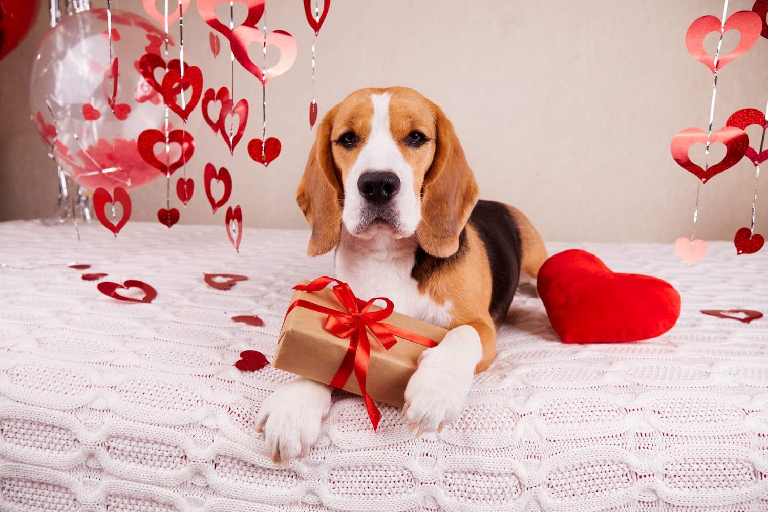 Valentine’s Day Hazards for Pets: Chocolate, Candles & More | Homey ...